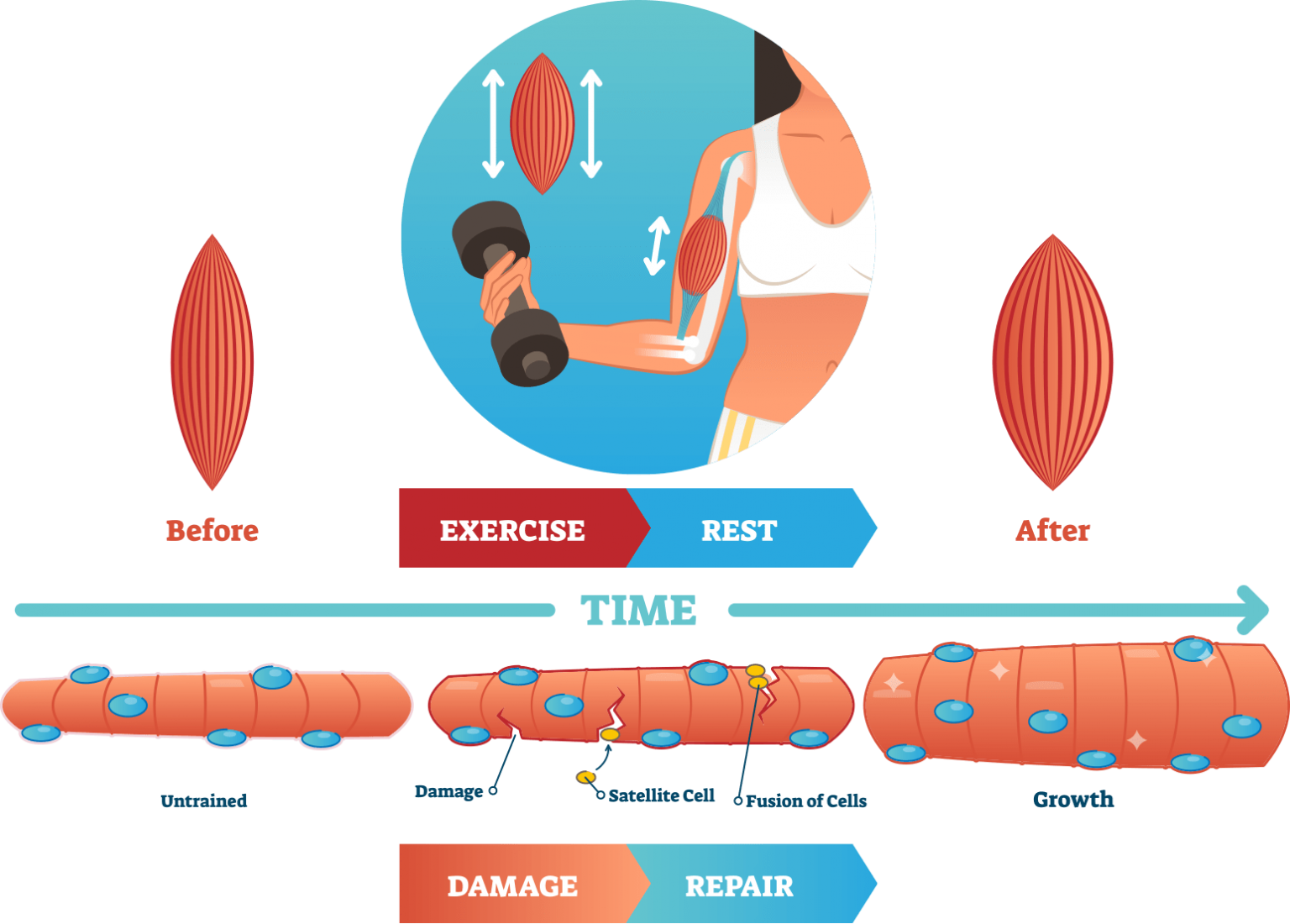 Muscle Hypertrophy vs Hyperplasia: The Difference Explained - Inspire US