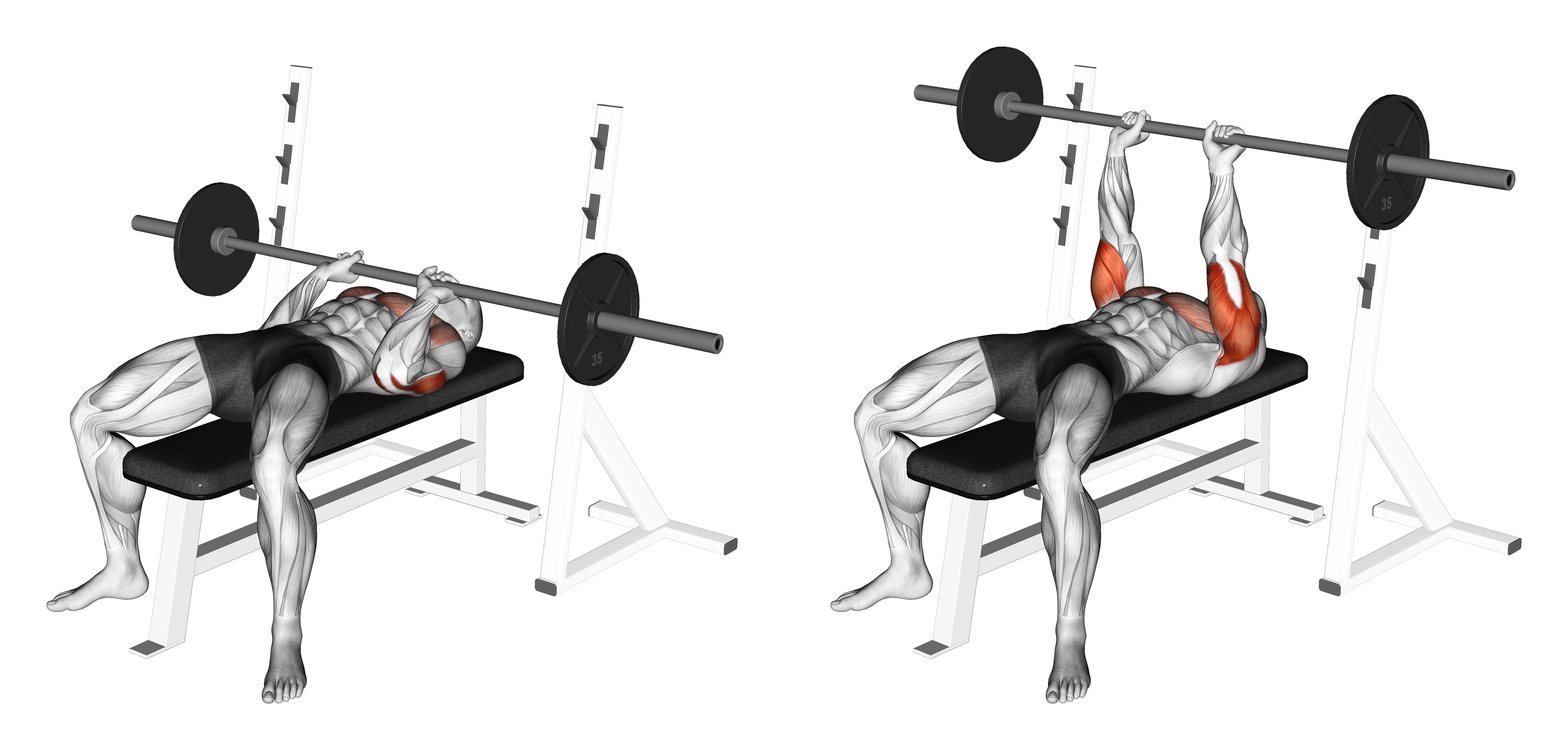 Close Grip Bench Press: Benefits and Muscles Worked (with Pictures ...