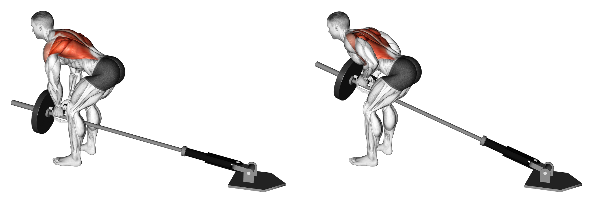 T-Bar Row: Benefits, Muscles Worked, and More - Inspire US