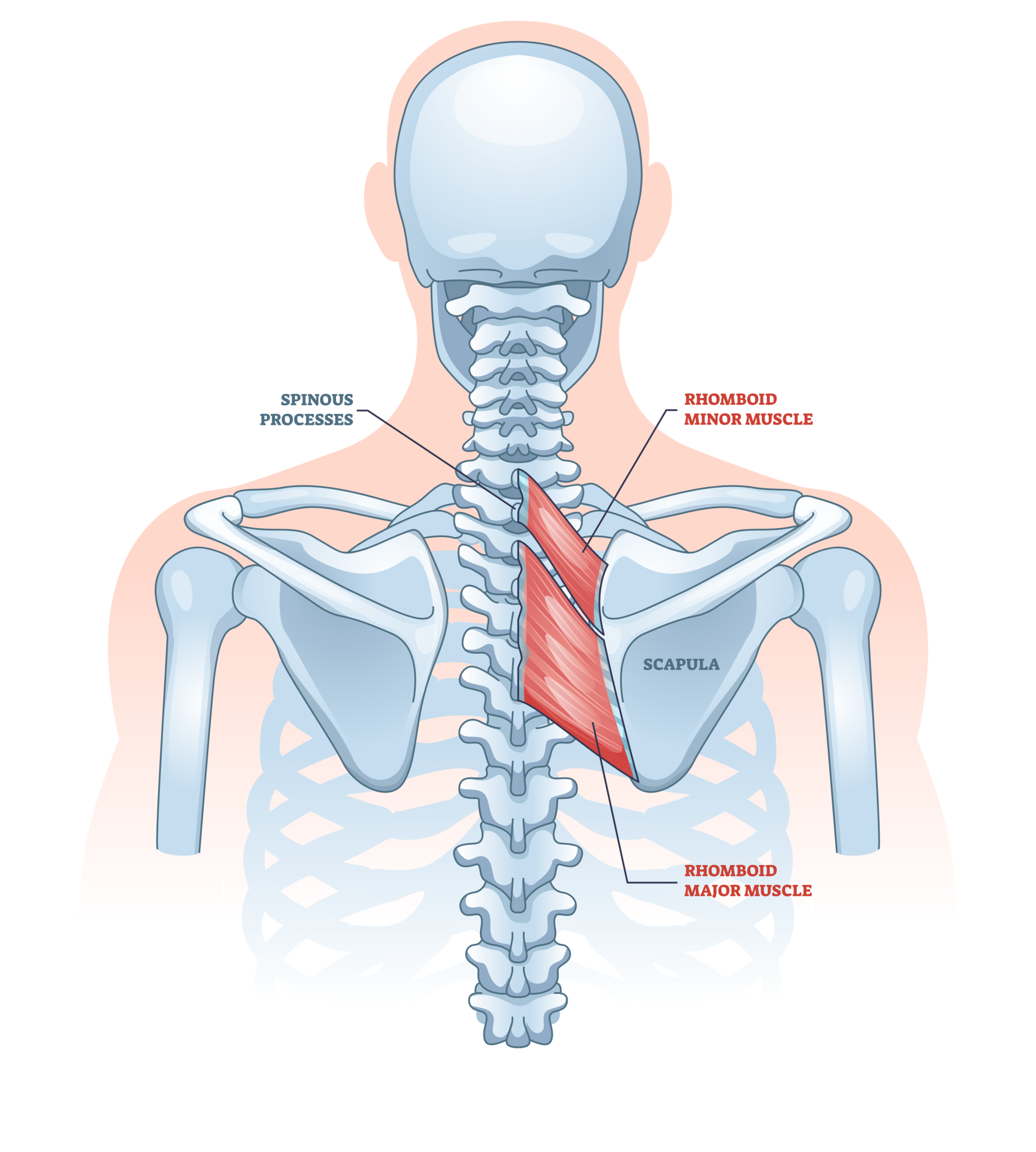 Hercules Hold: Benefits, Muscles Used, More - Inspire US