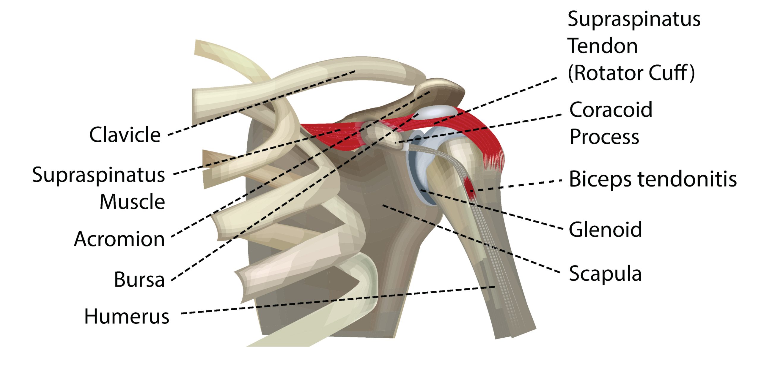 Shoulder Pain After Bicep Curls: 8 Possible Reasons - Inspire US