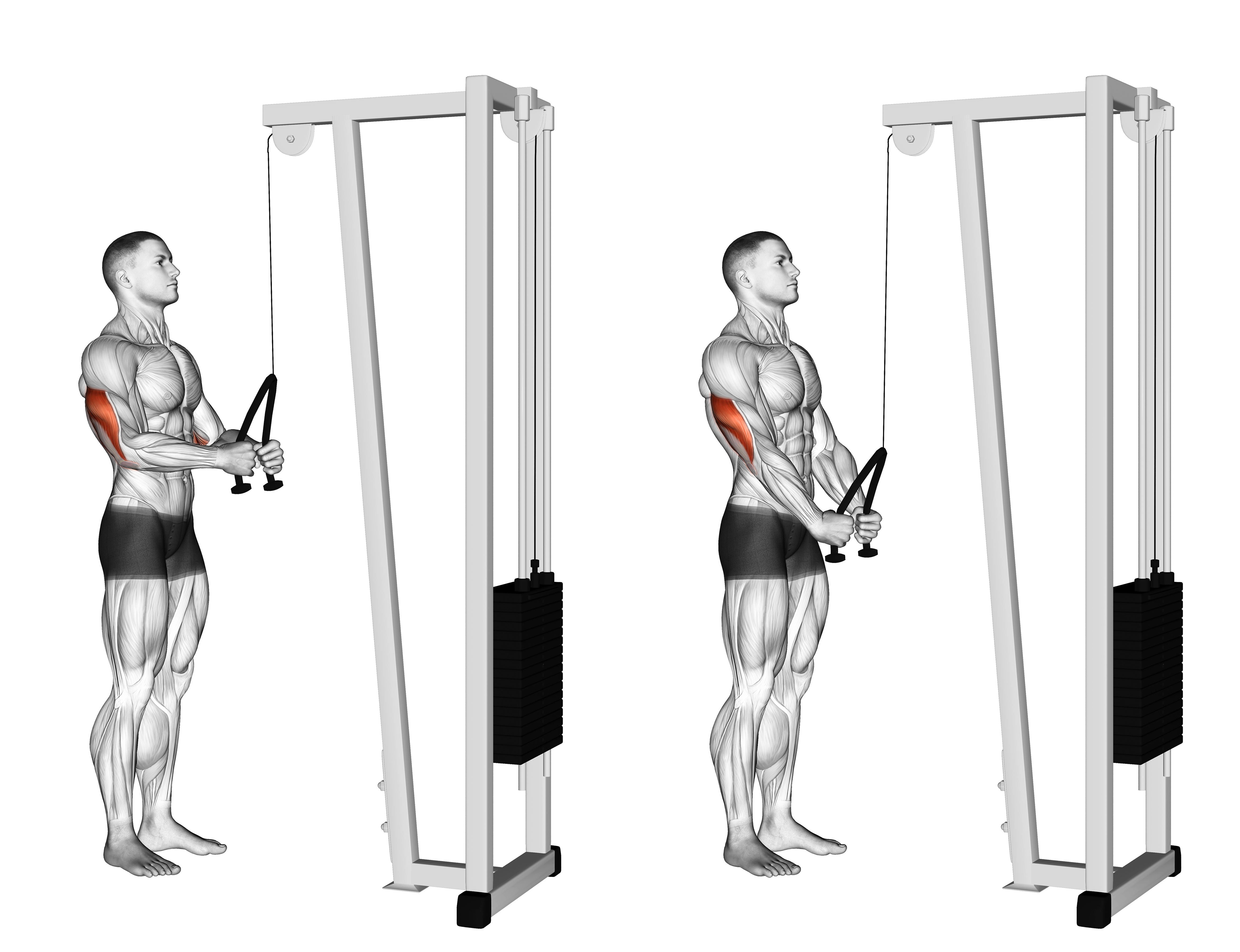 5 Best Tricep Workouts With Cables (with Pictures!) - Inspire US