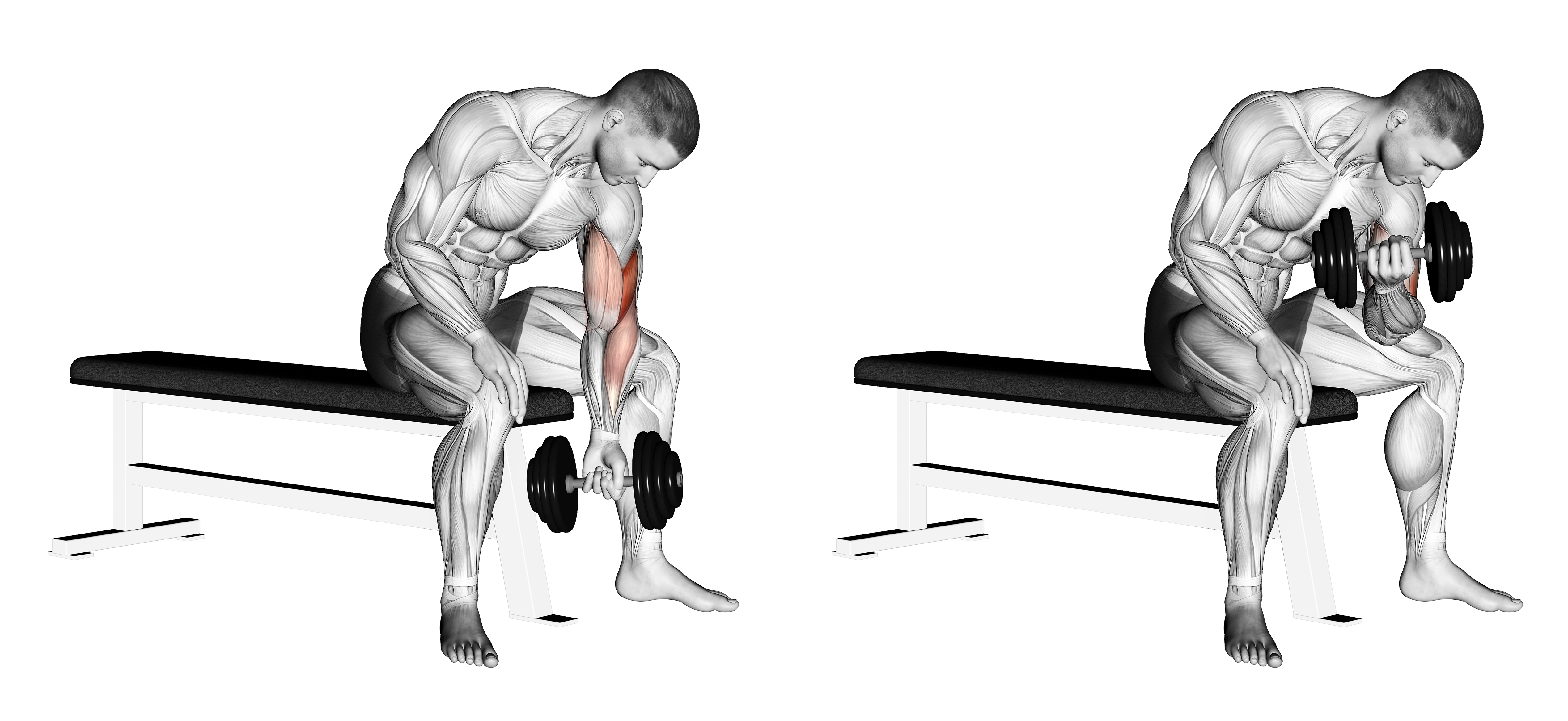 6 Best Spider Curl Alternatives (with Pictures!) - Inspire US