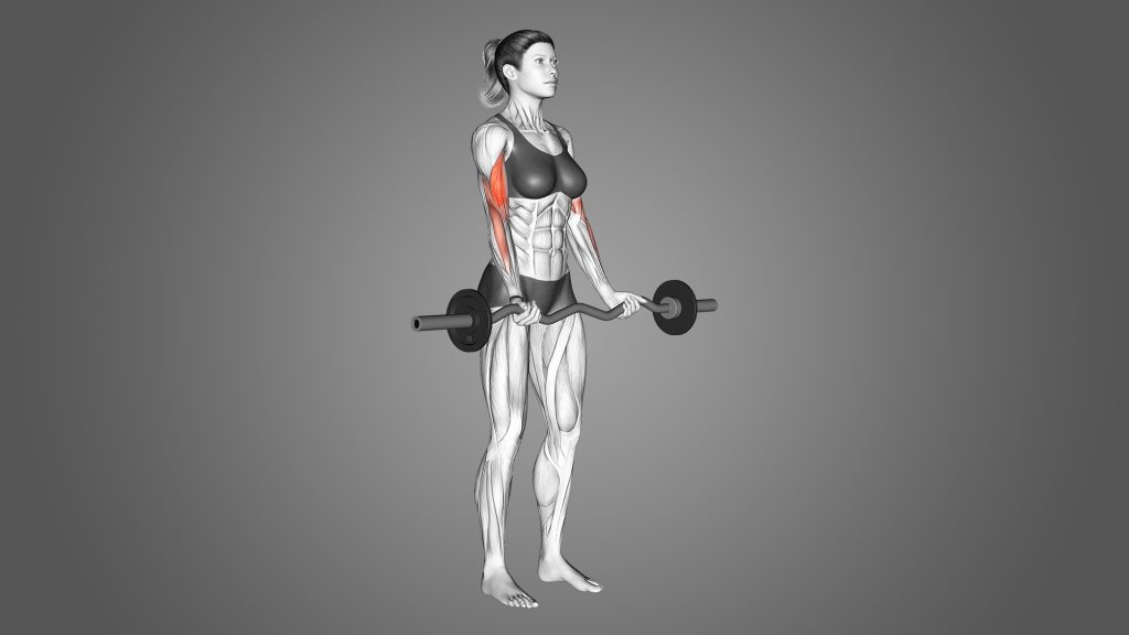 Musculos Ez Bar Curl Trabalhados BLACK 75 Ejercicios Barra Z