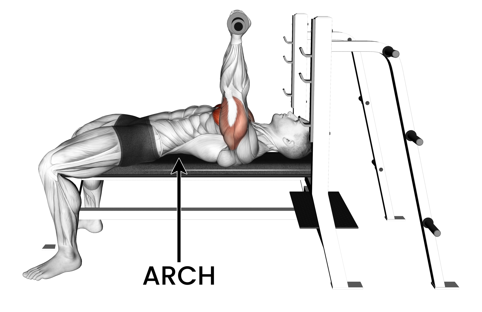 Bench Press Arch: The Purpose Explained - Inspire US