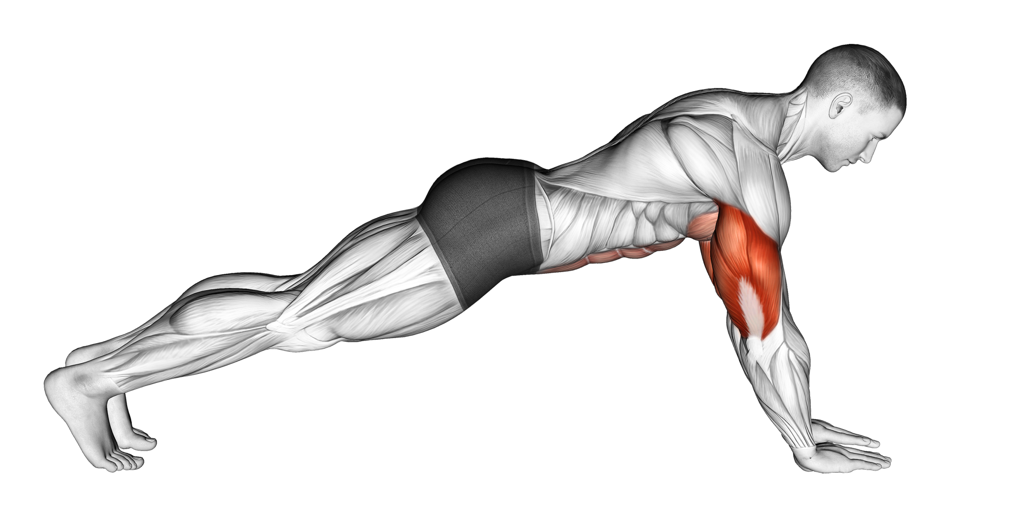 Forearm Push Ups: Benefits, Muscles Worked, and More - Inspire US