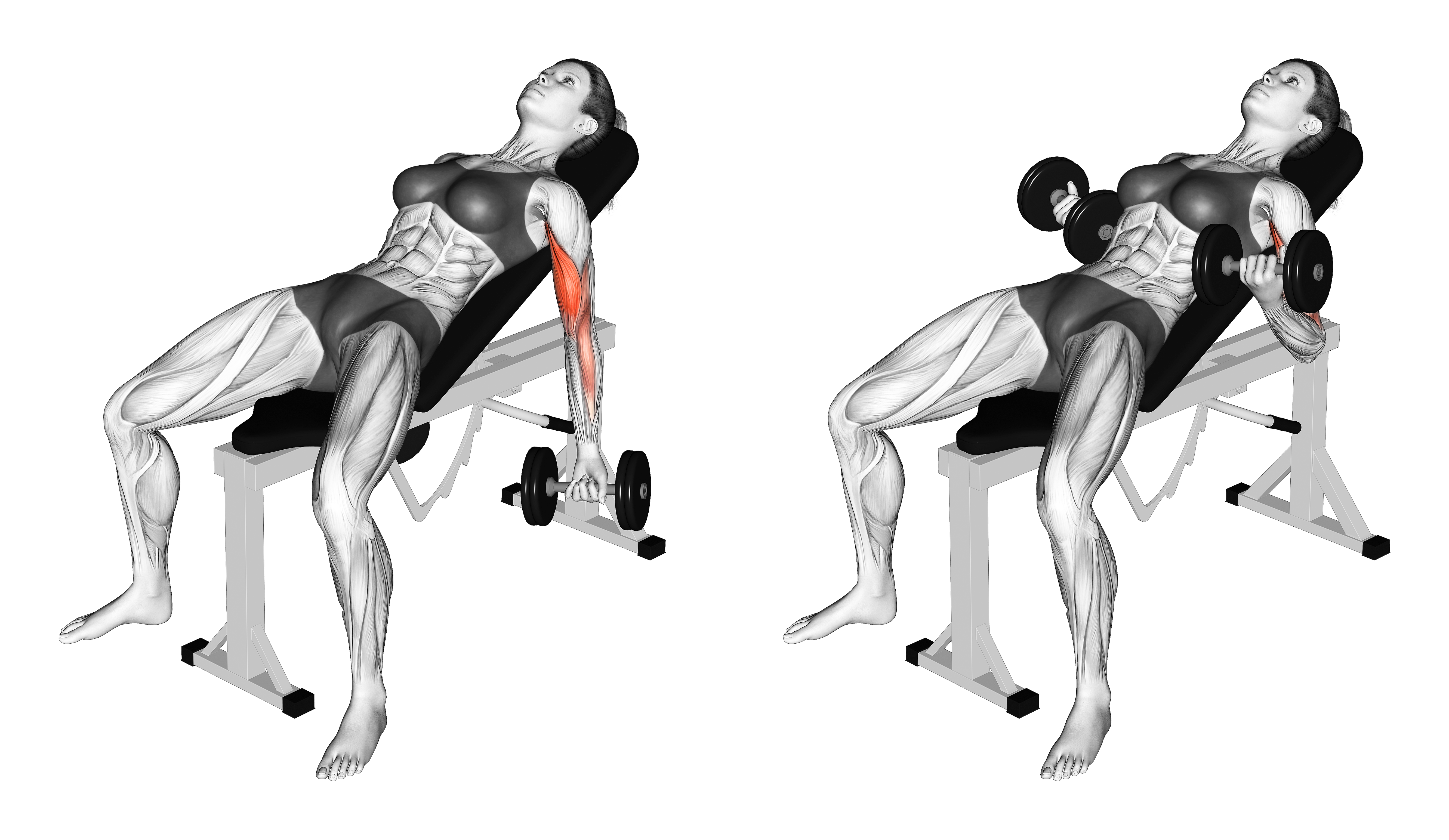 Incline Dumbbell Curl: Benefits, Muscles Worked, and More - Inspire US