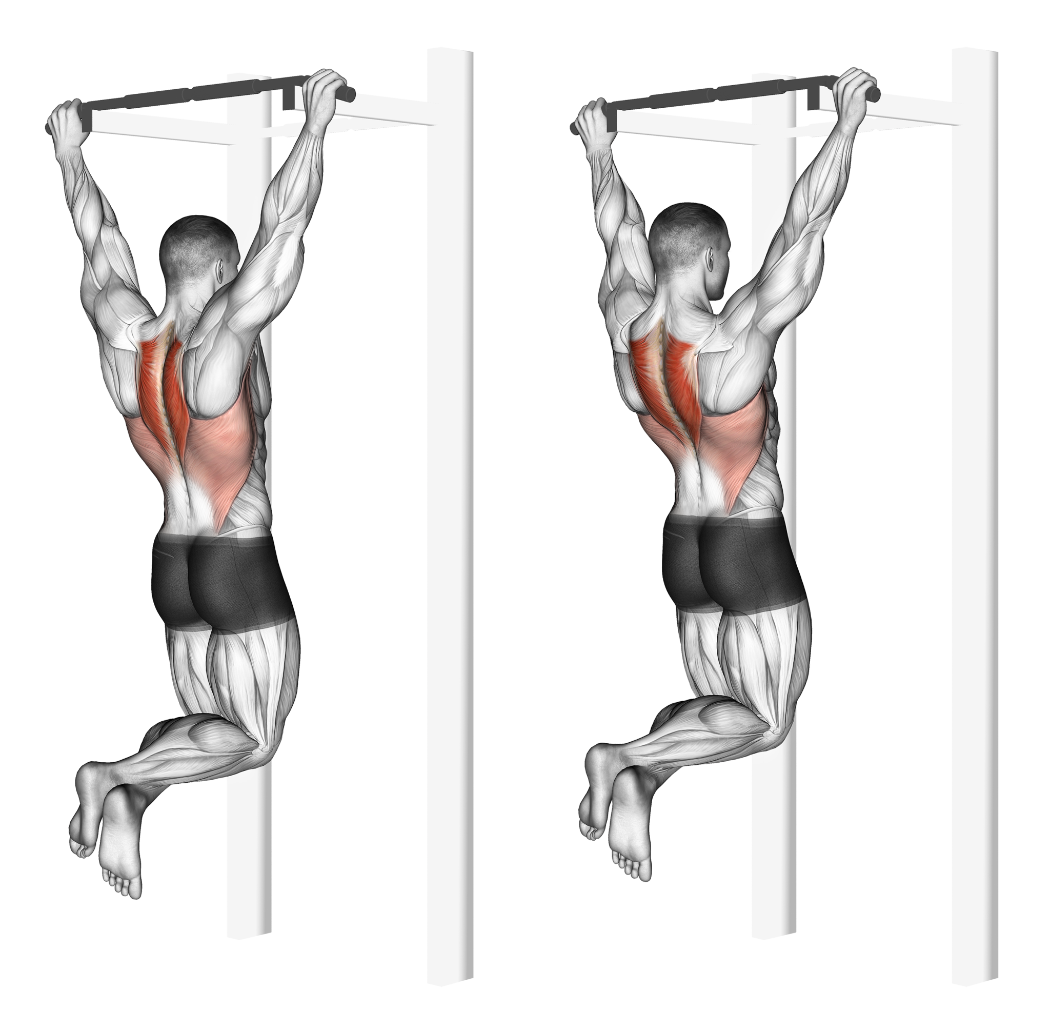 Scapular Pull Ups: Benefits, Muscles Worked, and More - Inspire US