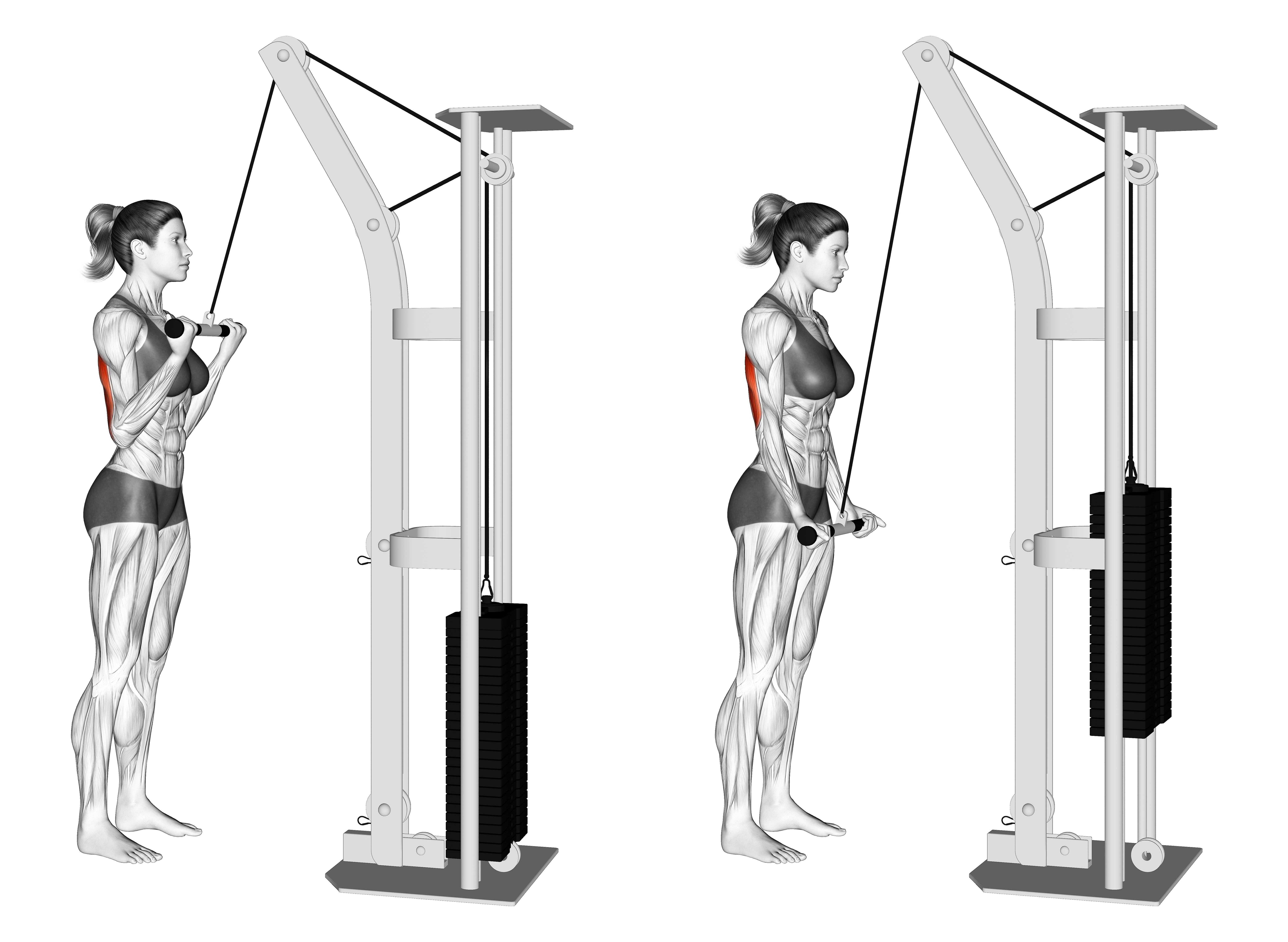 Underhand Tricep Pushdown: Benefits, Muscles Worked, and More - Inspire US