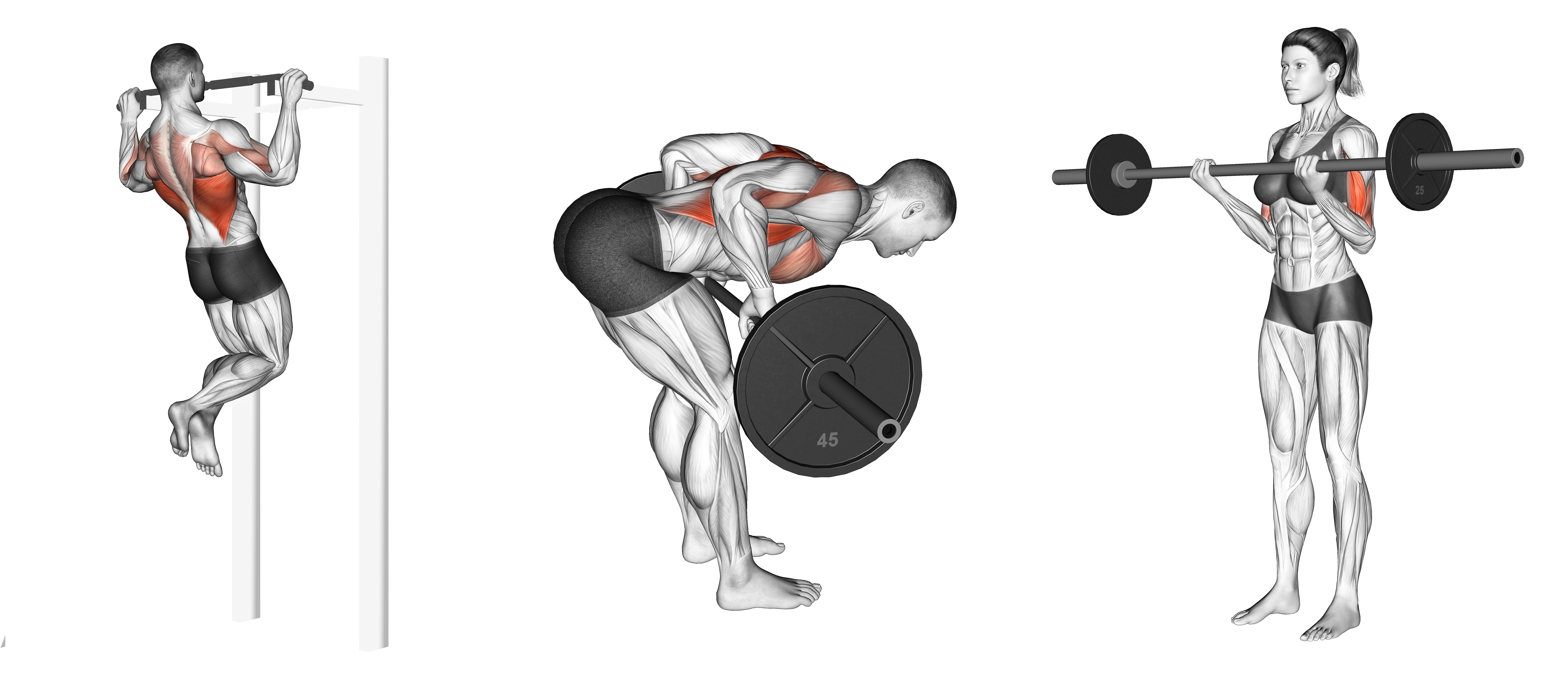 Push Pull Legs (PPL) Program: 3 and 6 Day Split Examples - Inspire US