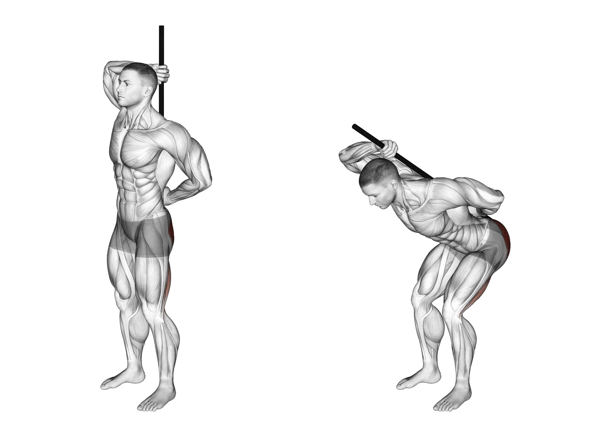 Cable Pull Through: Benefits, Muscles Worked, and More - Inspire US