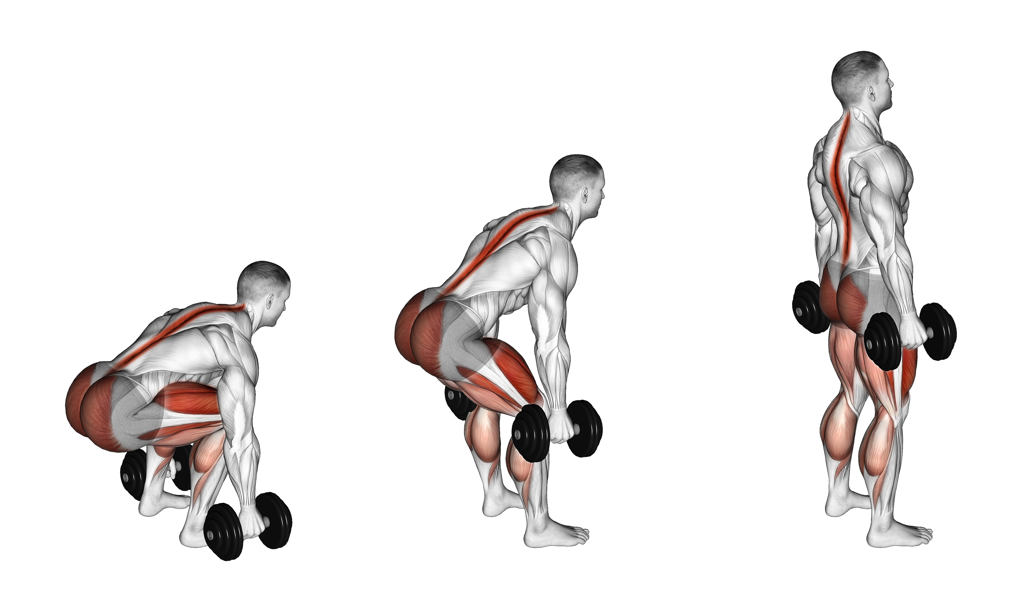 5 Best Lower Back Exercises With Dumbbells (with Workout Program ...