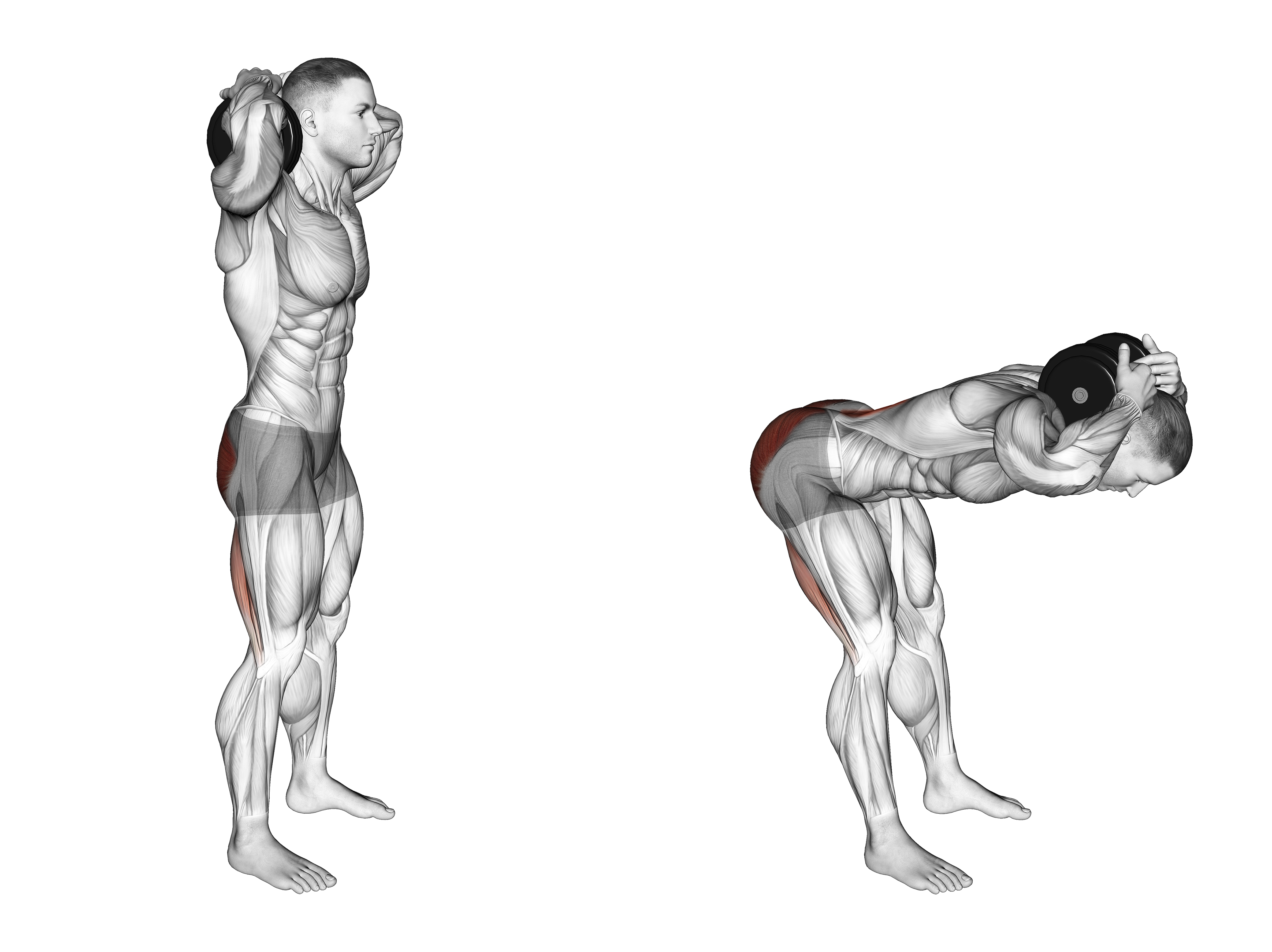 5 Best Lower Back Exercises With Dumbbells (with Workout Program ...