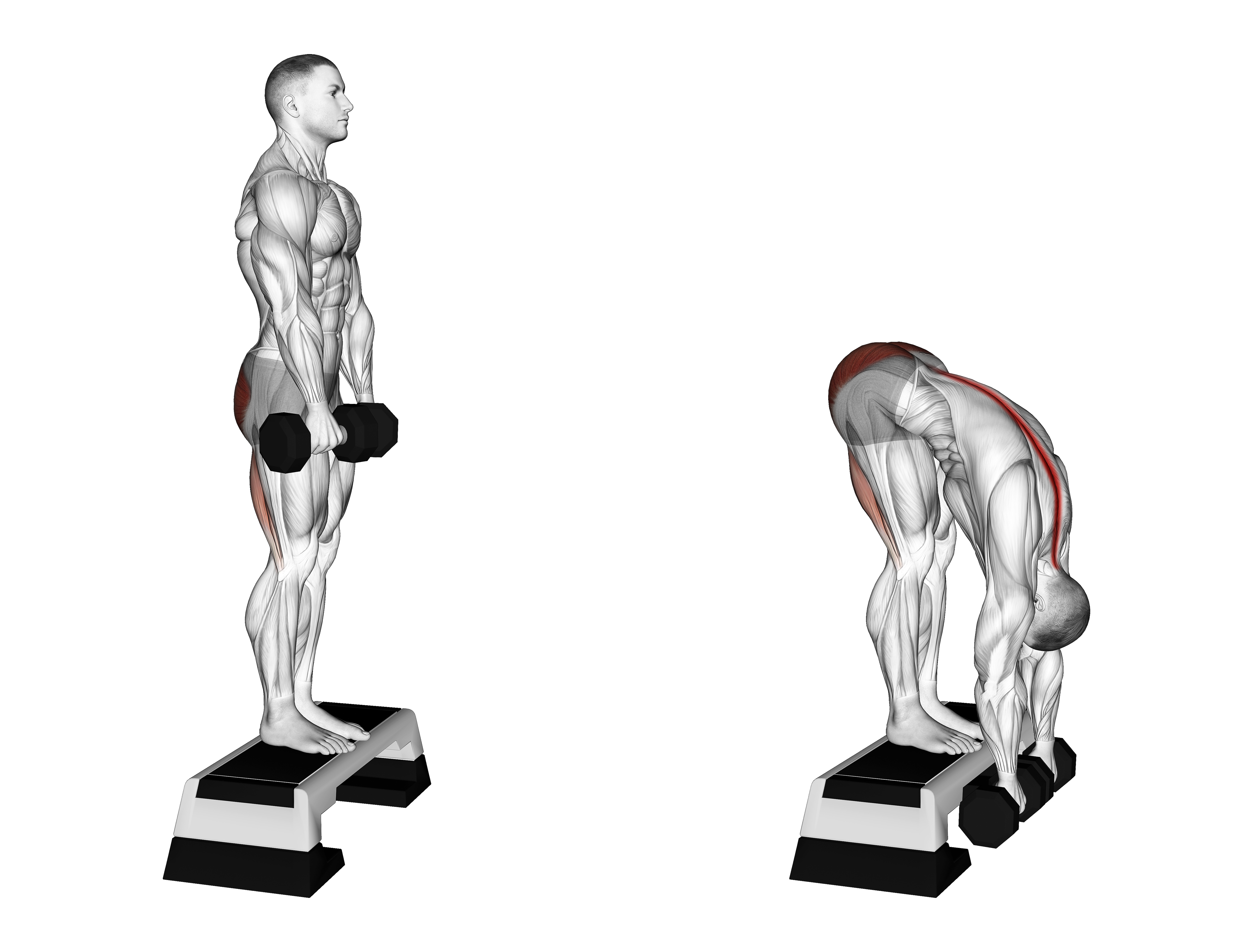 5 Best Lower Back Exercises With Dumbbells (with Workout Program ...