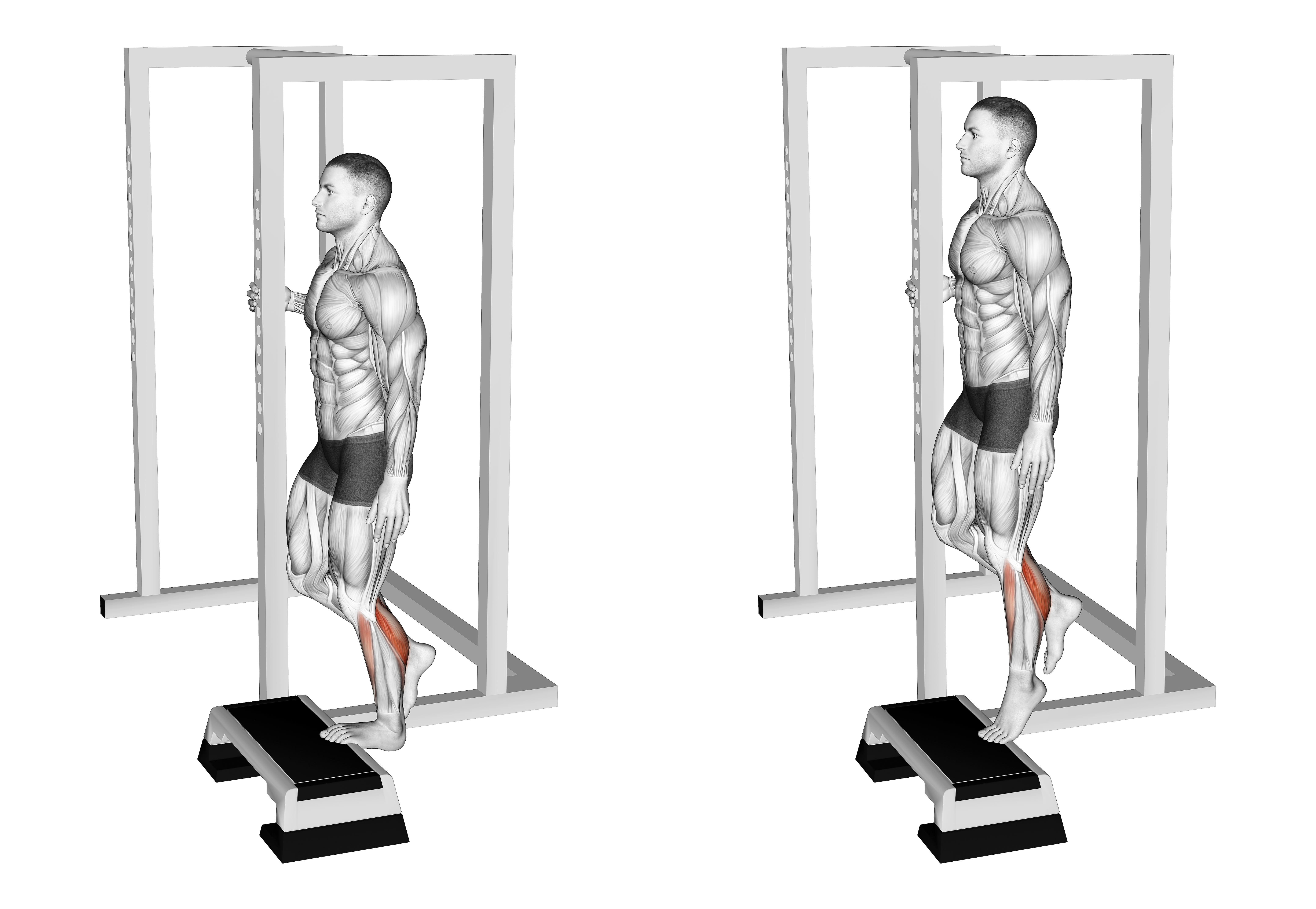 7 Best Calf Raise Variations (with Pictures!) - Inspire US