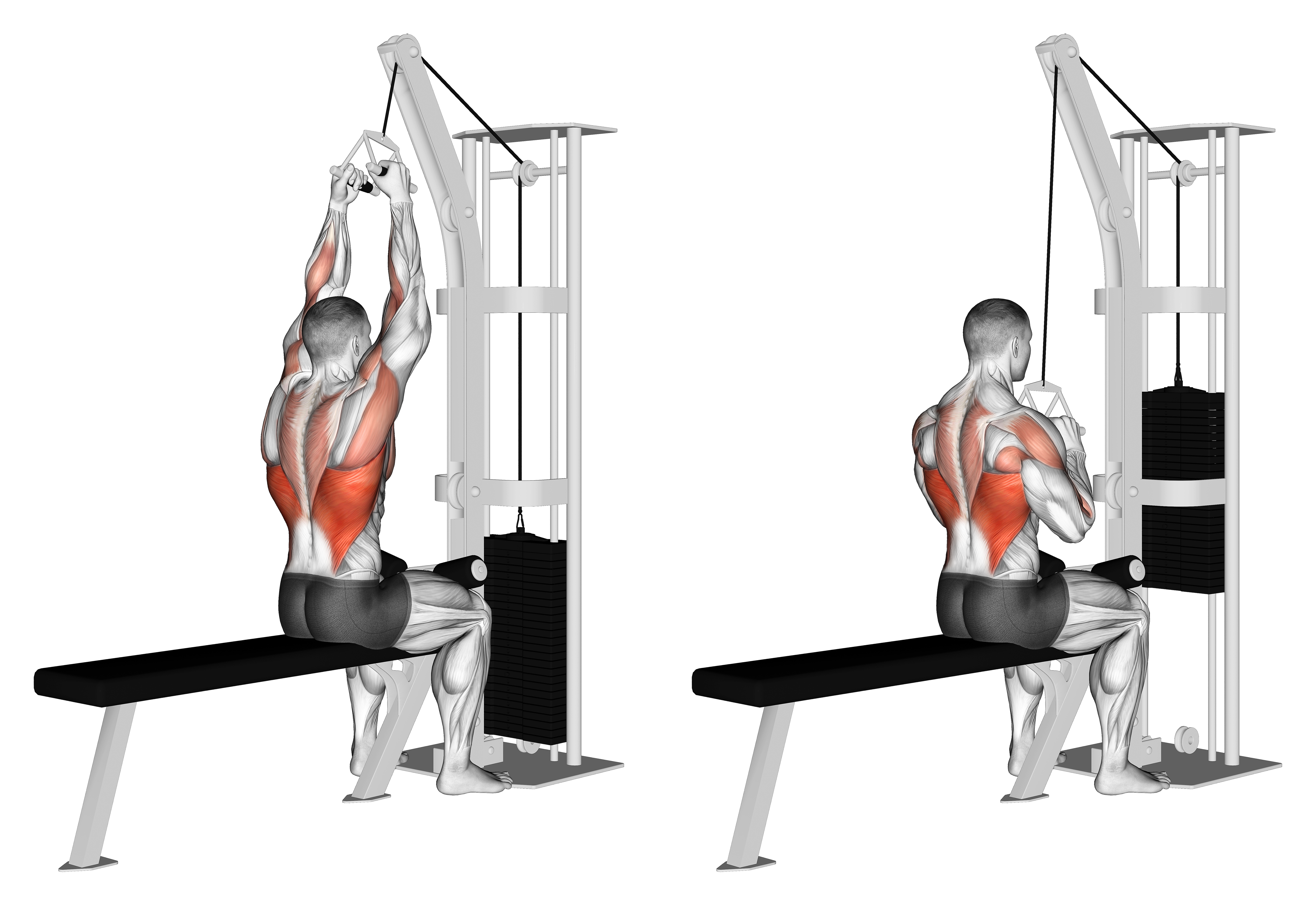 V Grip Lat Pulldowns Exercise Overview: Muscles Worked and More ...