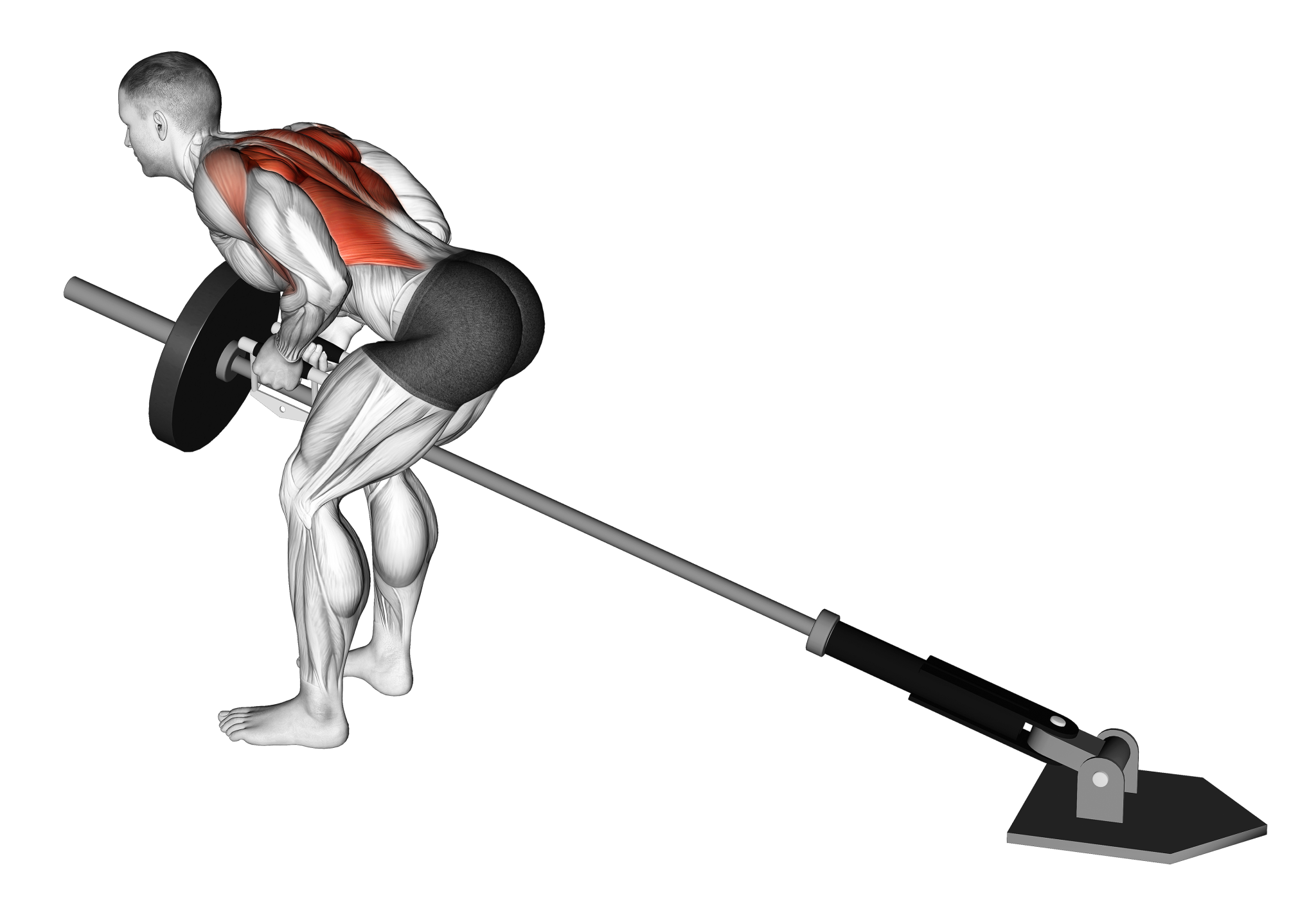 T-Bar Row vs Barbell Row: Differences Explained - Inspire US
