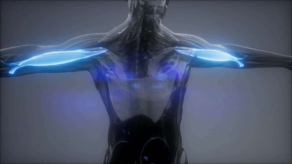 Muscle Hypertrophy vs Hyperplasia: The Difference Explained - Inspire US