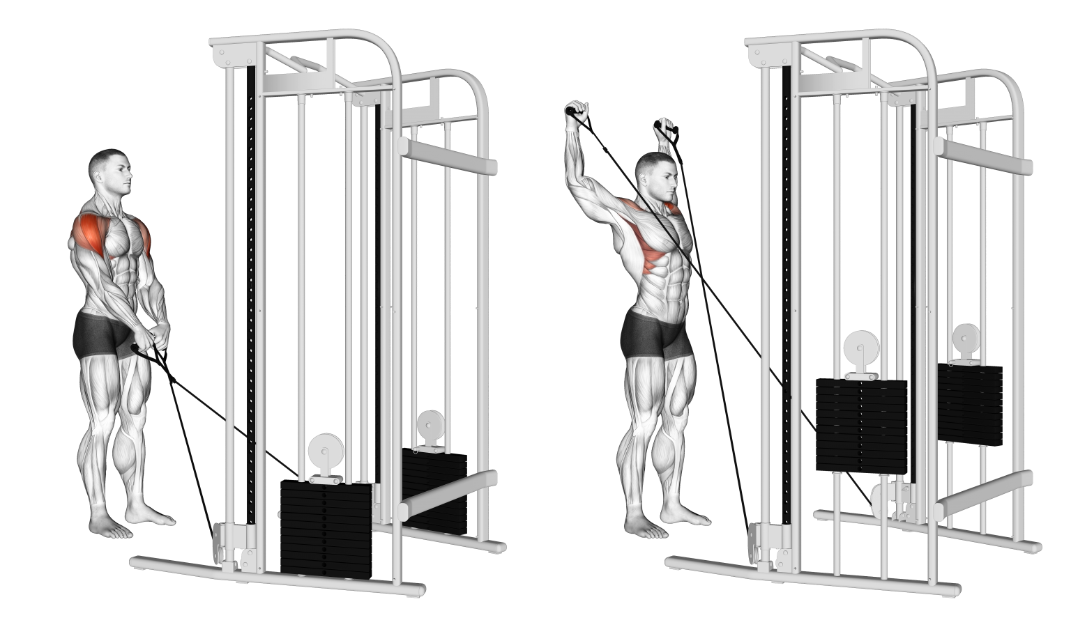 Cable Y Raise Benefits & Muscles Worked (With Pictures) - Inspire US