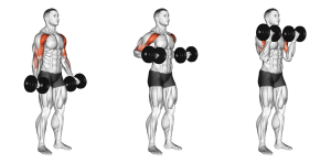 Zottman Curls: Benefits, Muscles Worked, and More - Inspire US