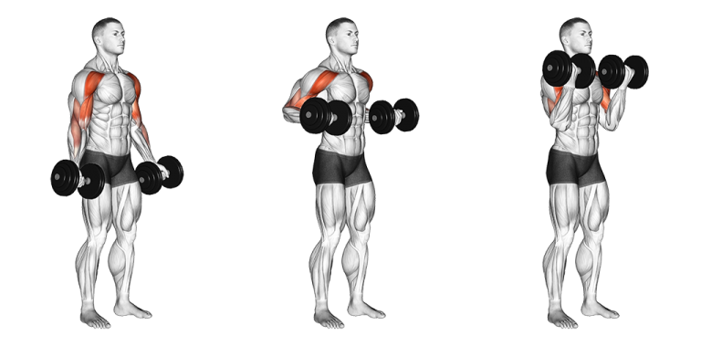 Drag Curl: Benefits, Muscles Used, and More - Inspire US