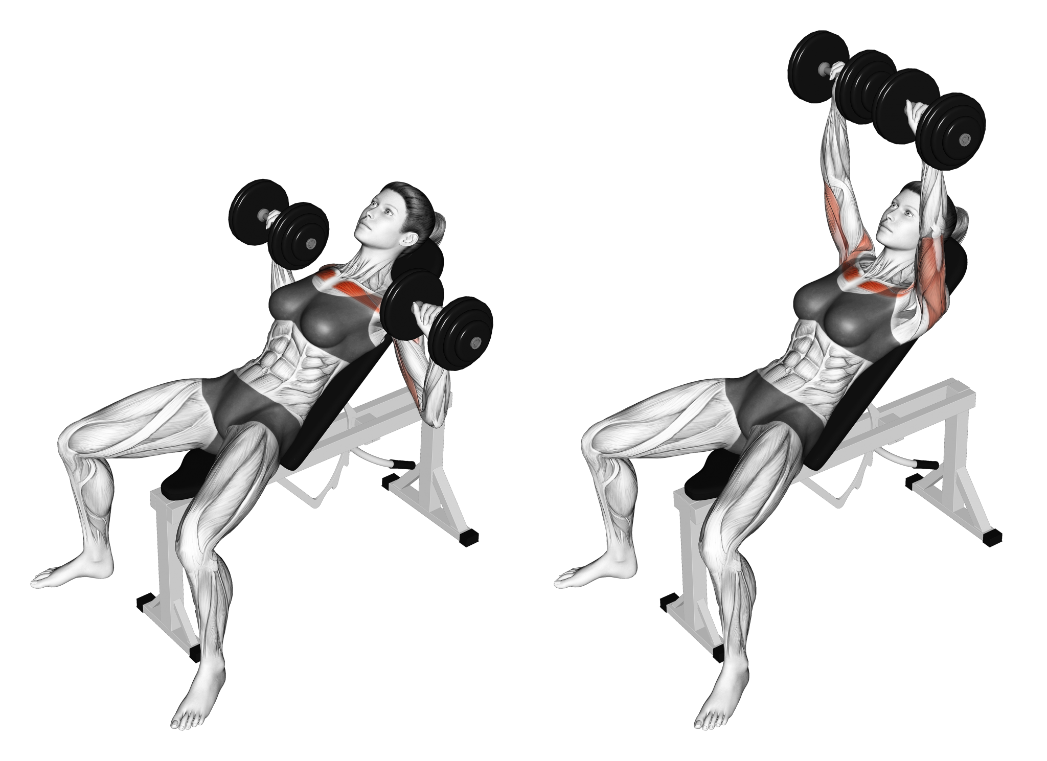 7 Best Dumbbell Bench Press Variations (With Pictures) - Inspire US