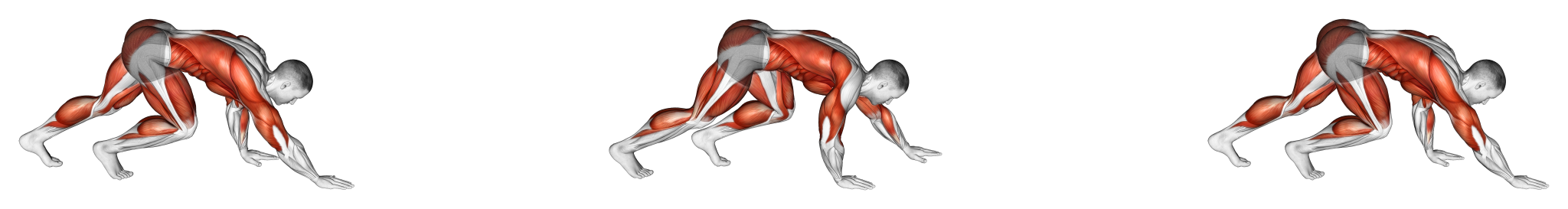 Bear Crawl: Benefits, Muscles Worked, and More (with Pictures ...