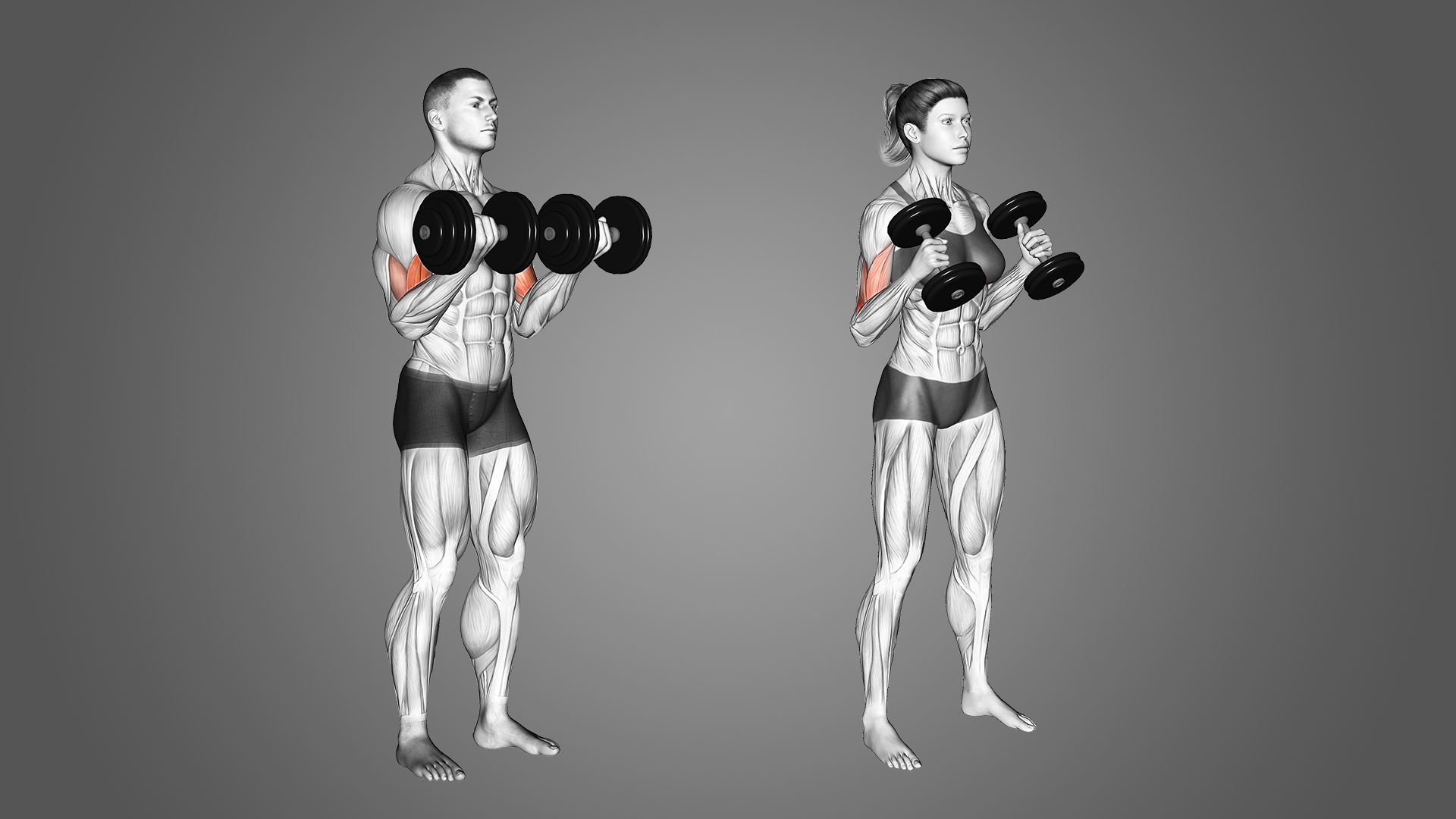 Hammer Curls Vs Bicep Curls 7 Major Differences Explained Inspire US