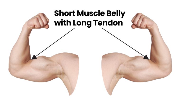 Small Triceps, Bigger Biceps? 4 Ways to Fix it - Inspire US