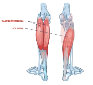 Why Are My Calves So Big: Fat Deposition, Genetics, and More - Inspire US