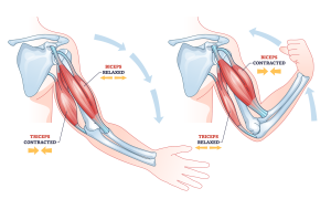Superset vs Compound Sets: Differences in Training Explained - Inspire US