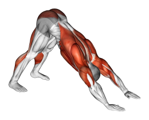 Lizard Stretch (Easy Variation): Benefits, Muscles Targeted, and More ...