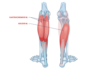 Most Important Muscles Used in Boxing: Kinetic Chains Explained ...