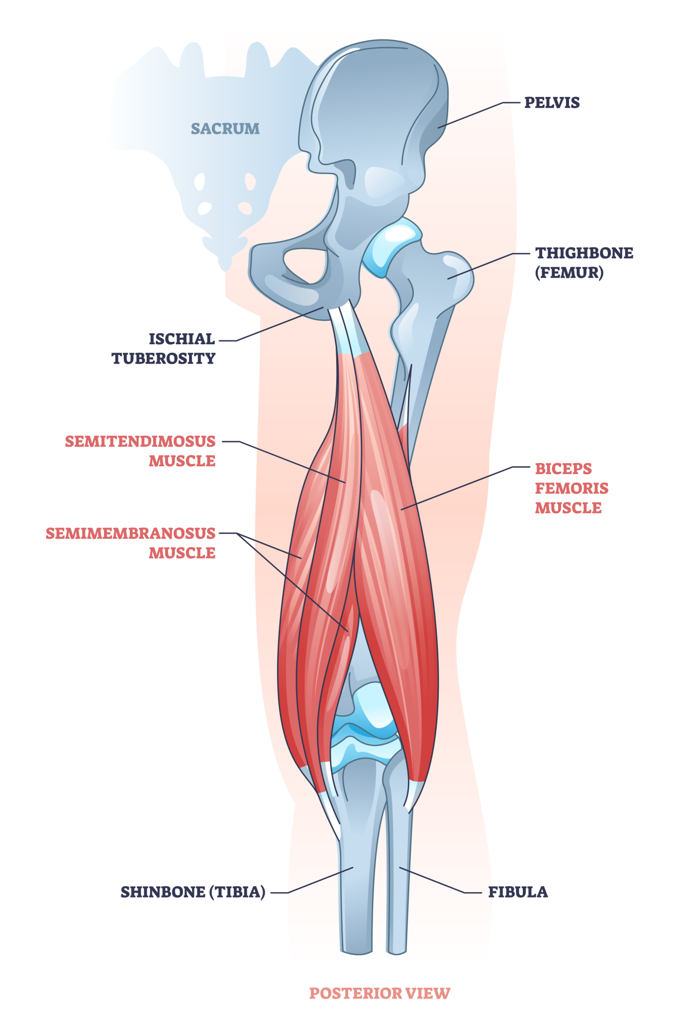 6 Best Dumbbell Hamstring Exercises (with Pictures!) - Inspire US