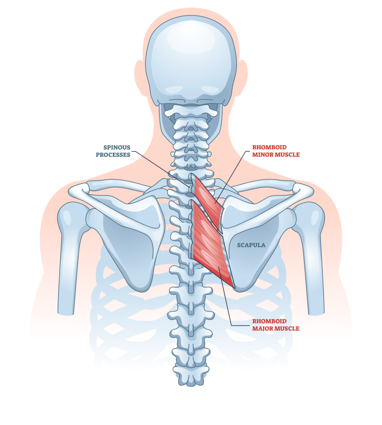 The Lat Pulldown: Benefits, Muscles Worked, Etc. - Inspire US