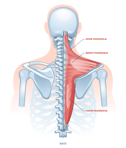 10 Most Important Muscles for Wrestling: A Breakdown - Inspire US