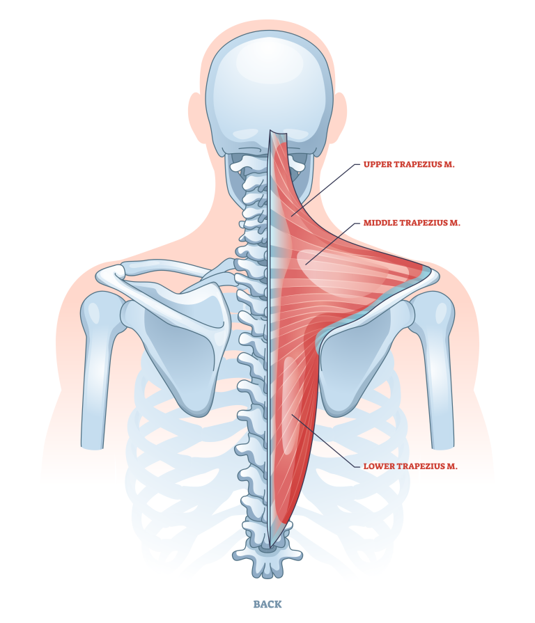 6 Best Compound Exercises for Triceps (with Pictures!) - Inspire US