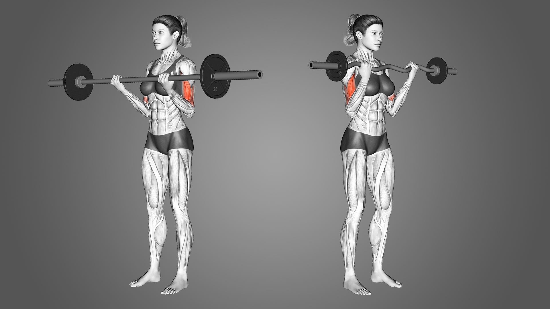 EZ Bar Curl Vs Barbell Curl Which Is Best Inspire US