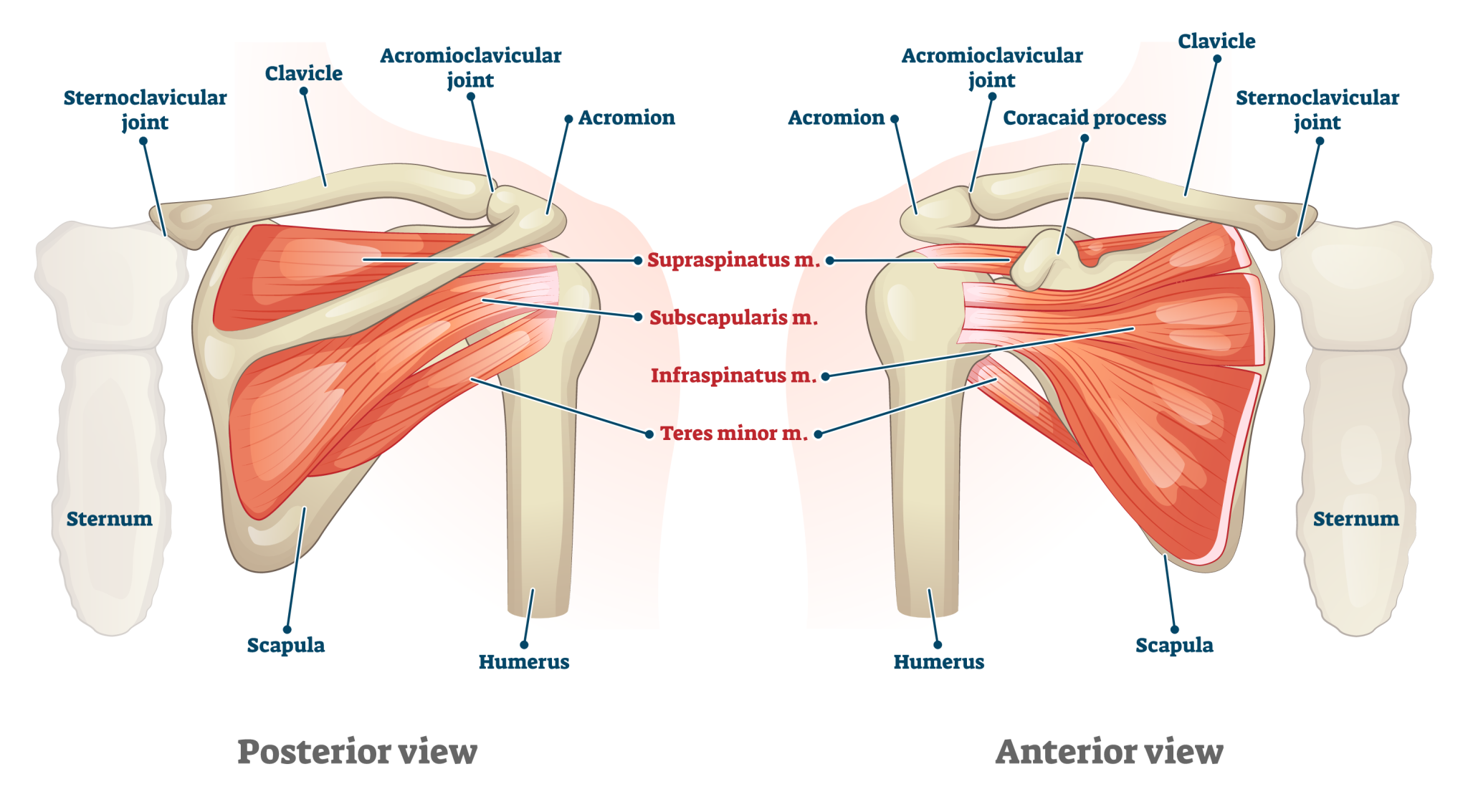 5 Best Compound Exercises for Shoulders (with Pictures!) - Inspire US