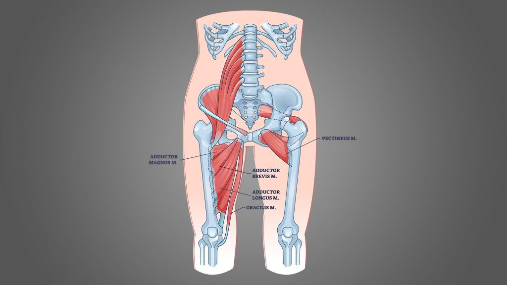 Adductor Muscle
