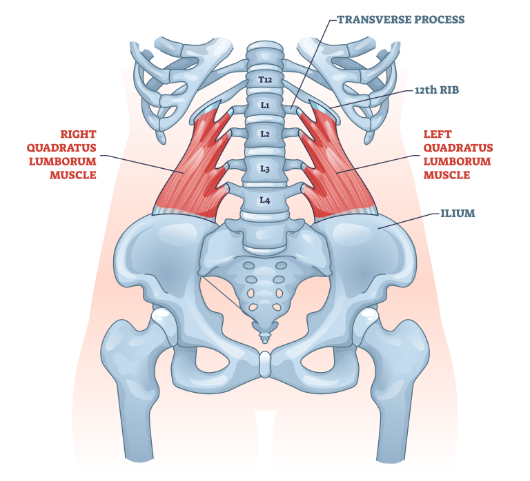 Quadratus Lumborum: 4 Exercises and 4 Stretches - Inspire US