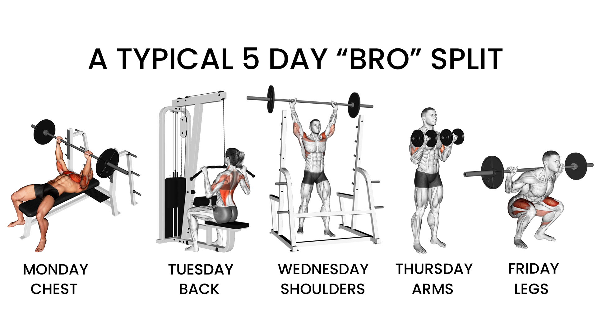 What Is A Bro Split 4 Or 5 Day Examples Inspire US