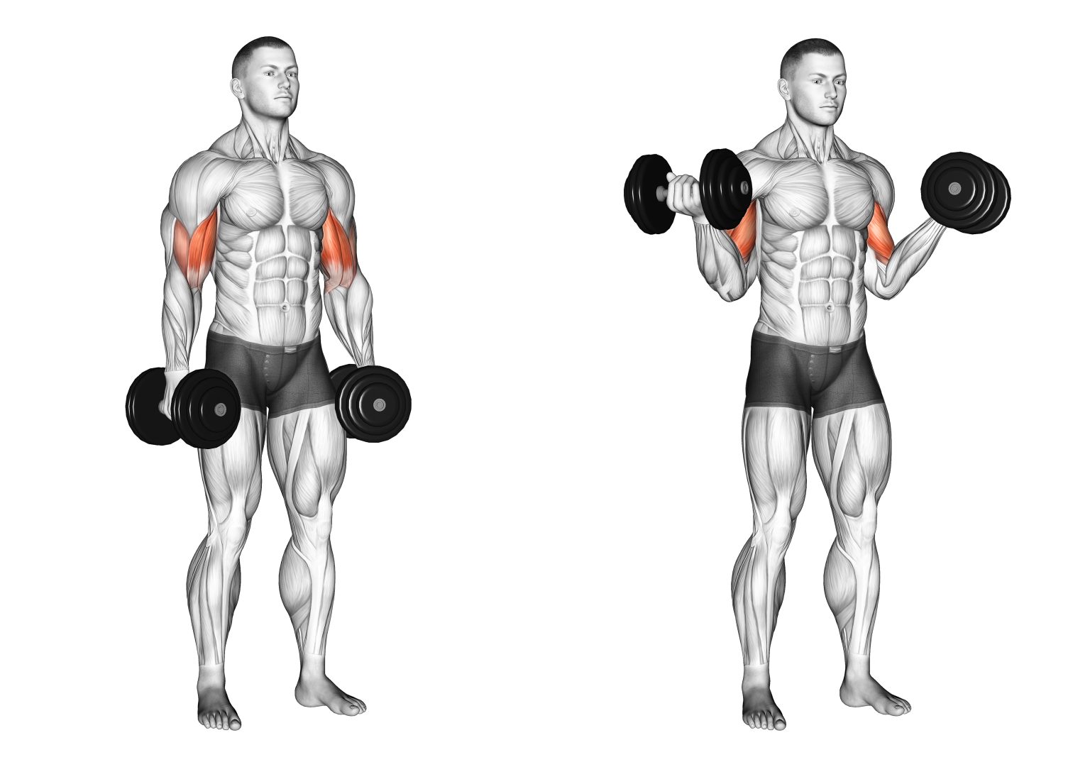 Inner Biceps Curl: Benefits, Muscles Worked, and More - Inspire US