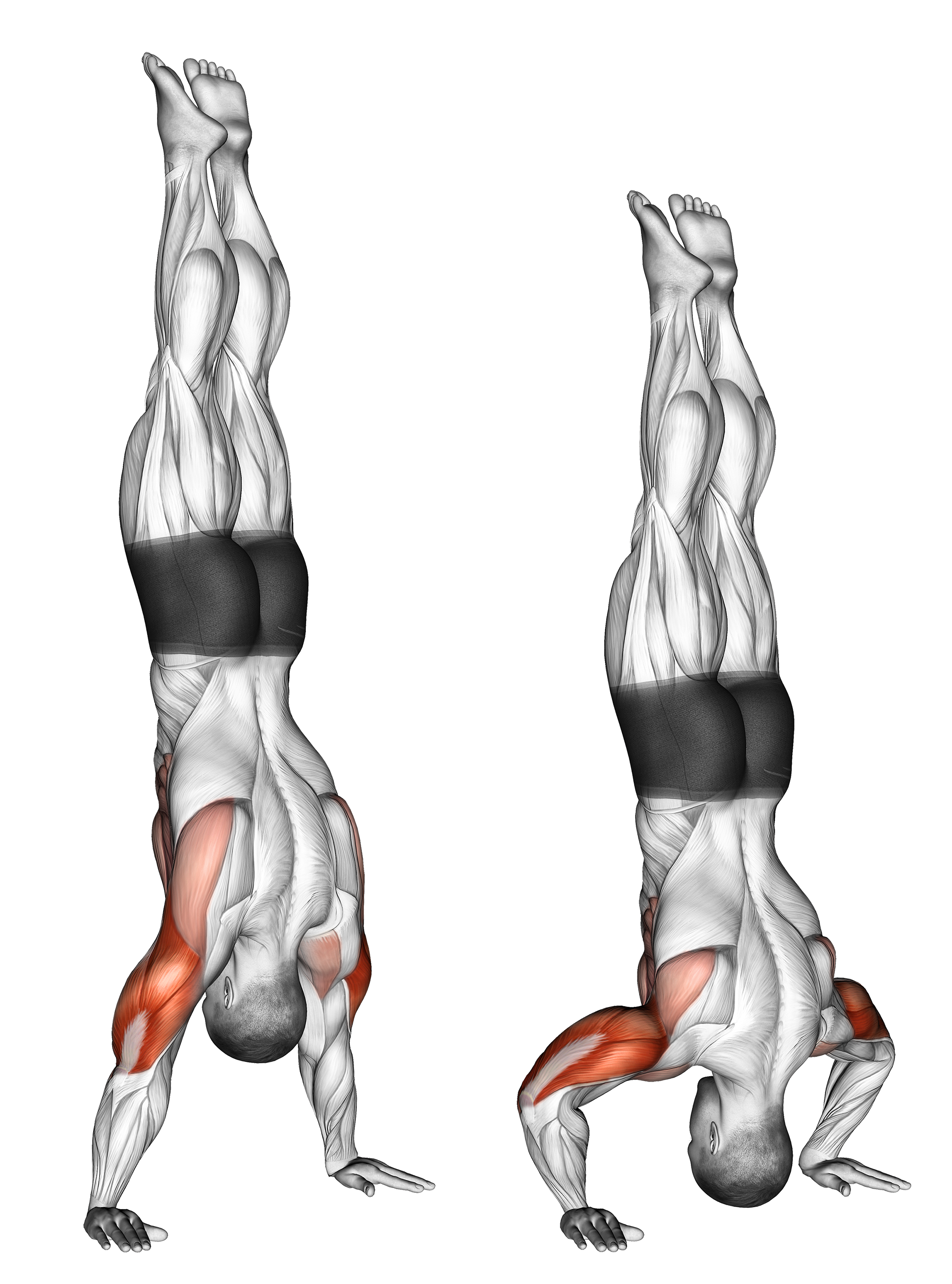 18 Types of Push Ups (Variations): Novice, Intermediate, Advanced ...