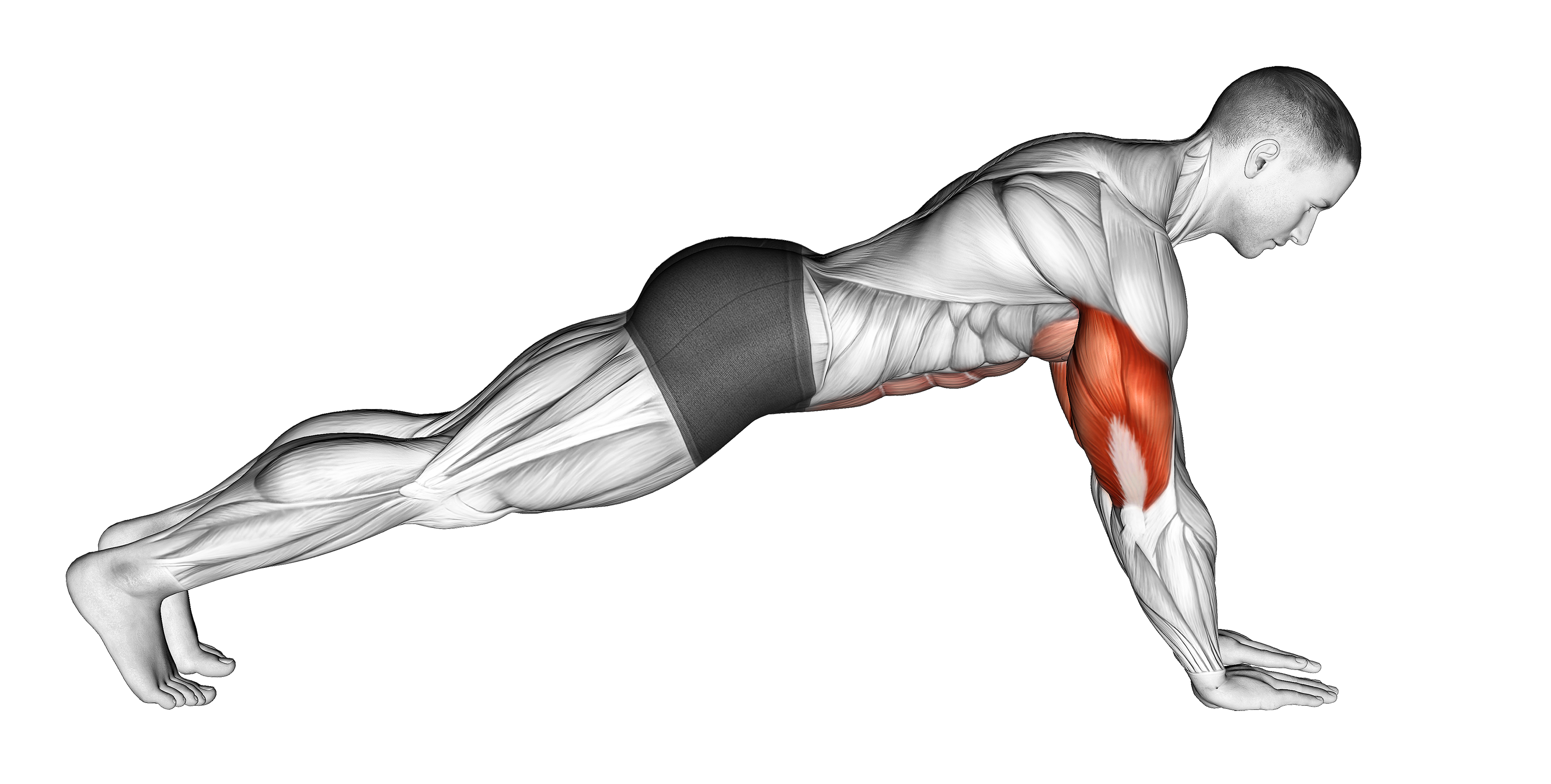 Forearm Push Ups: Benefits, Muscles Worked, and More - Inspire US