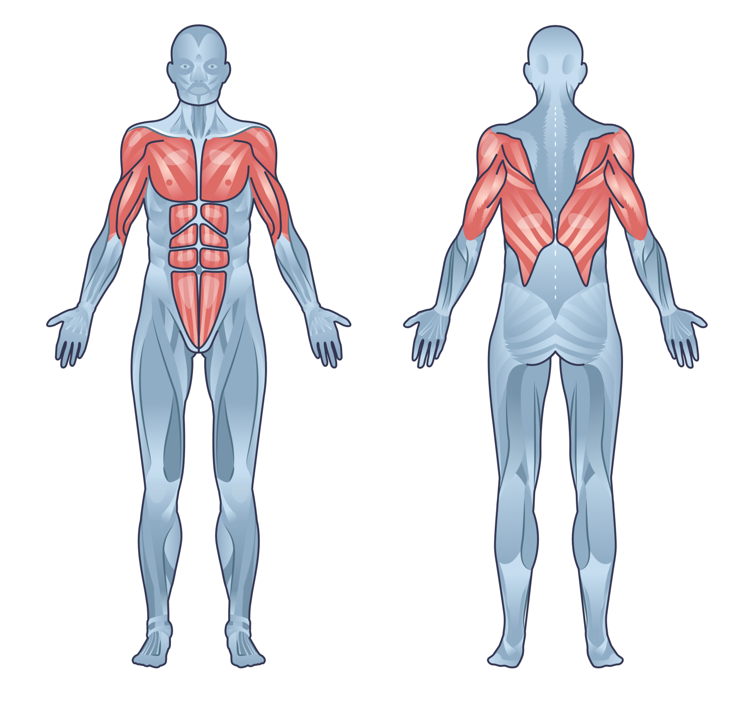 How Many Push Ups a Day to Build Muscle? - Inspire US