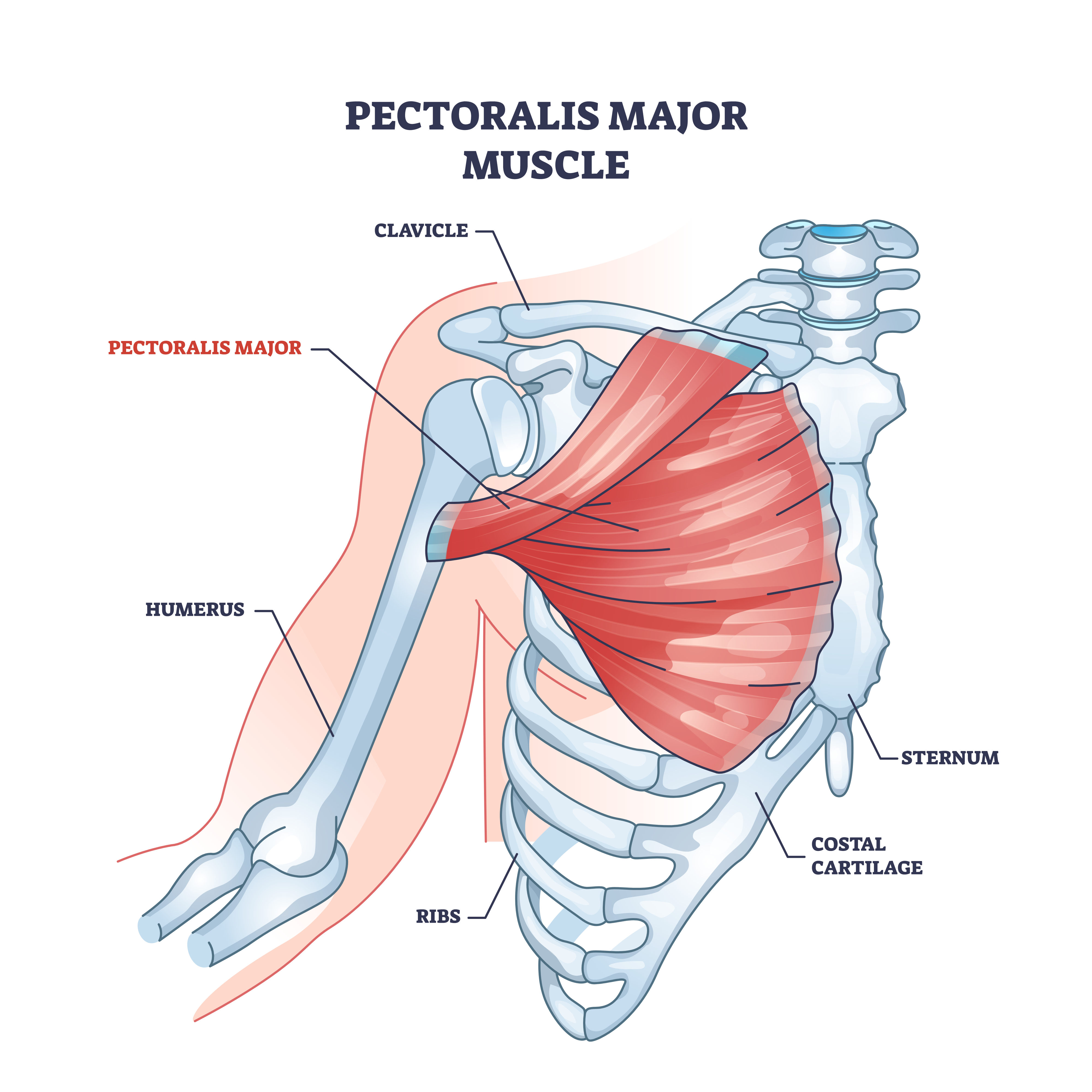 Hex Press: What it is, Muscles Worked, and Benefits - Inspire US