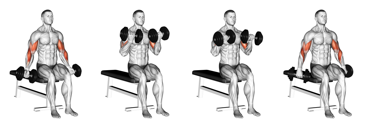 Zottman Curls: Benefits, Muscles Worked, and More - Inspire US