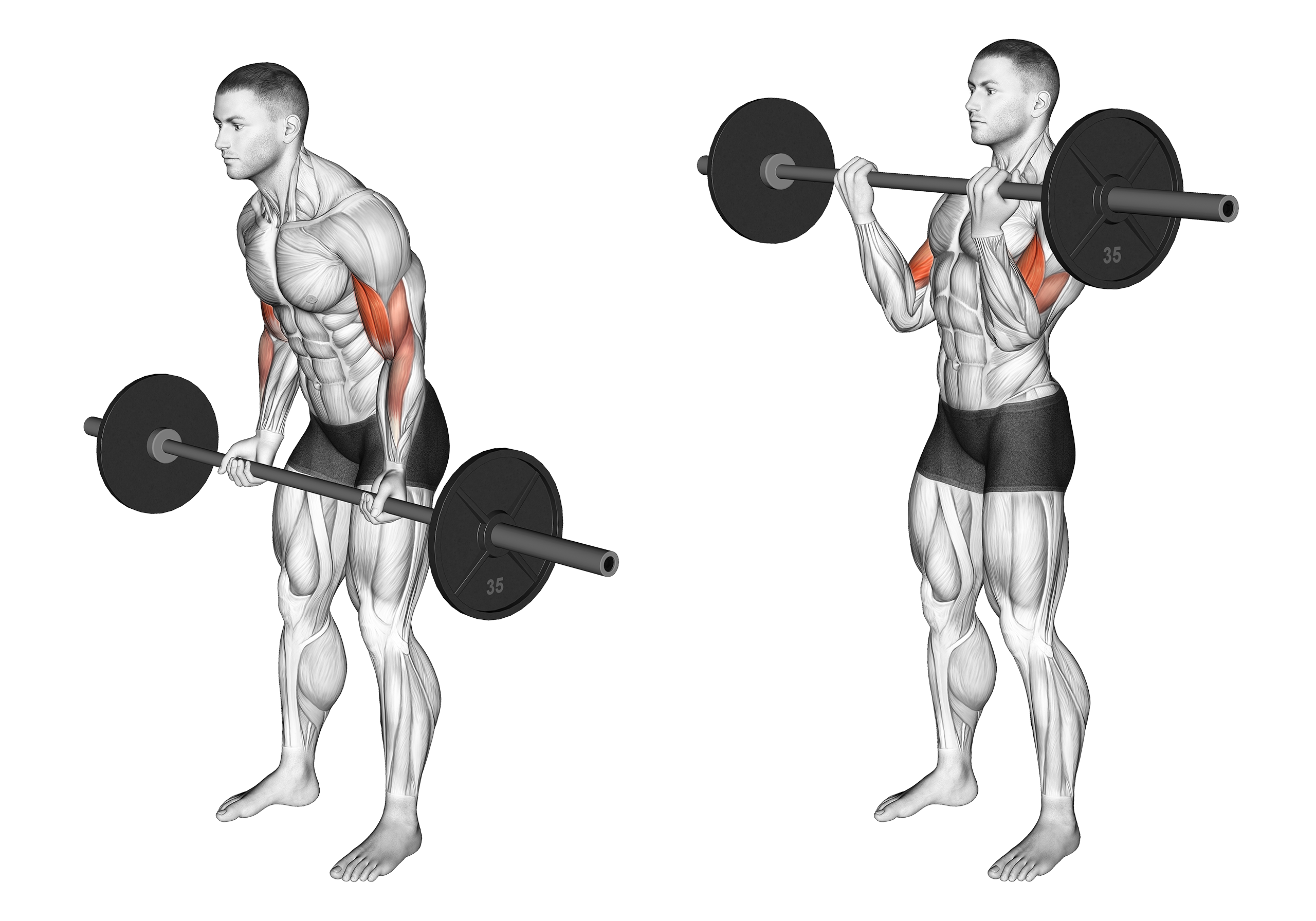 Barbell Cheat Curls: Benefits, Muscles Worked, and More - Inspire US