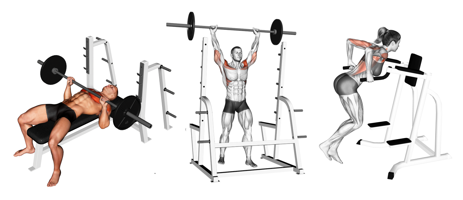 Push Pull Legs (PPL) Program: 3 and 6 Day Split Examples - Inspire US